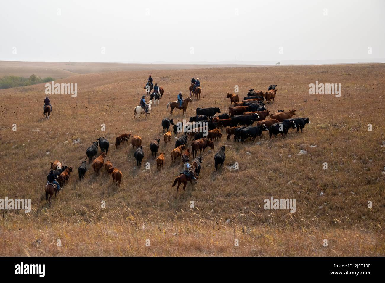 Herding cattle through the Flint Hills of Kansas Stock Photo - Alamy
