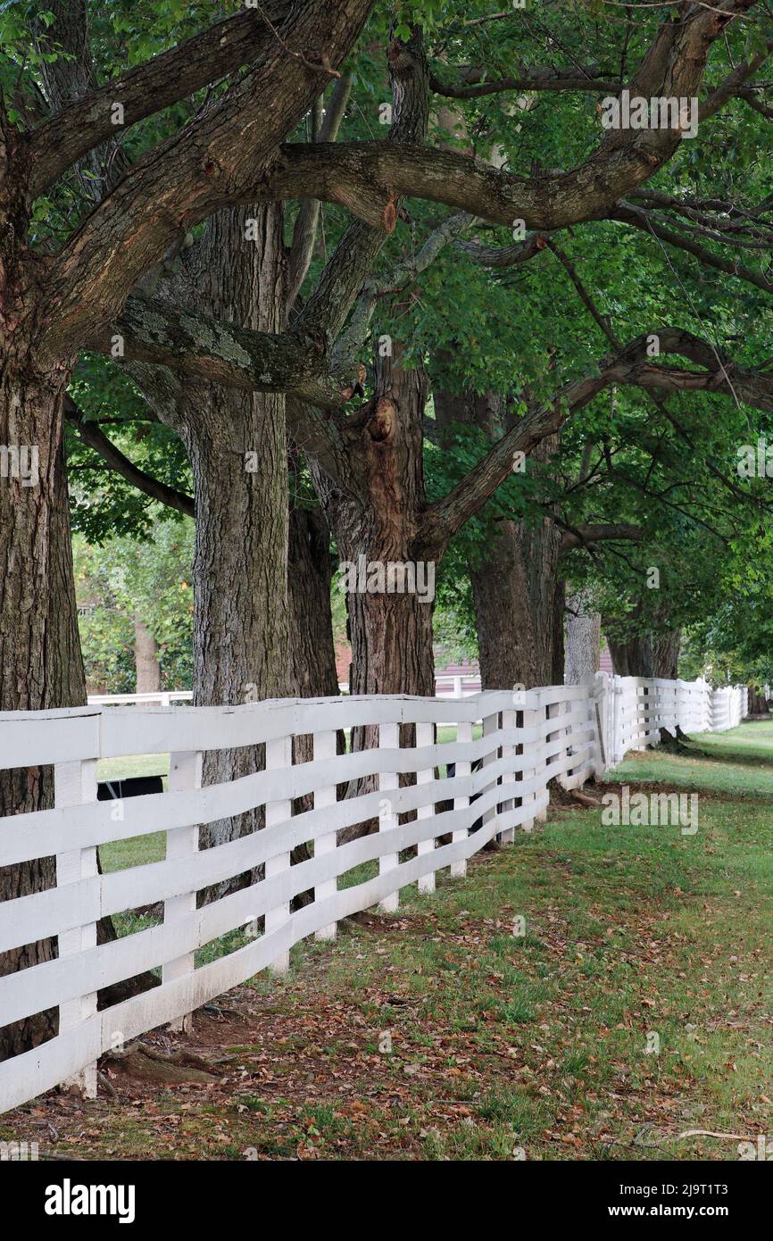Gate and white wooden fence and overhanging trees, Shaker Village of ...