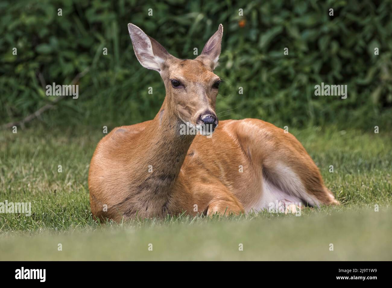 White-tailed deer lying down resting, Kentucky Stock Photo - Alamy