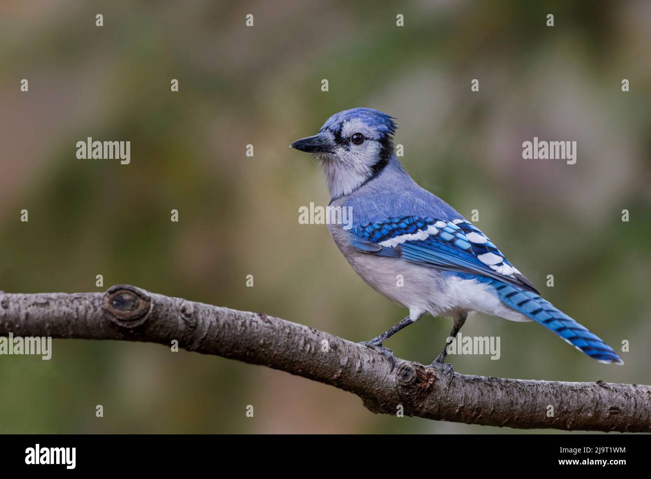 Blue jay in autumn, Kentucky Stock Photo - Alamy