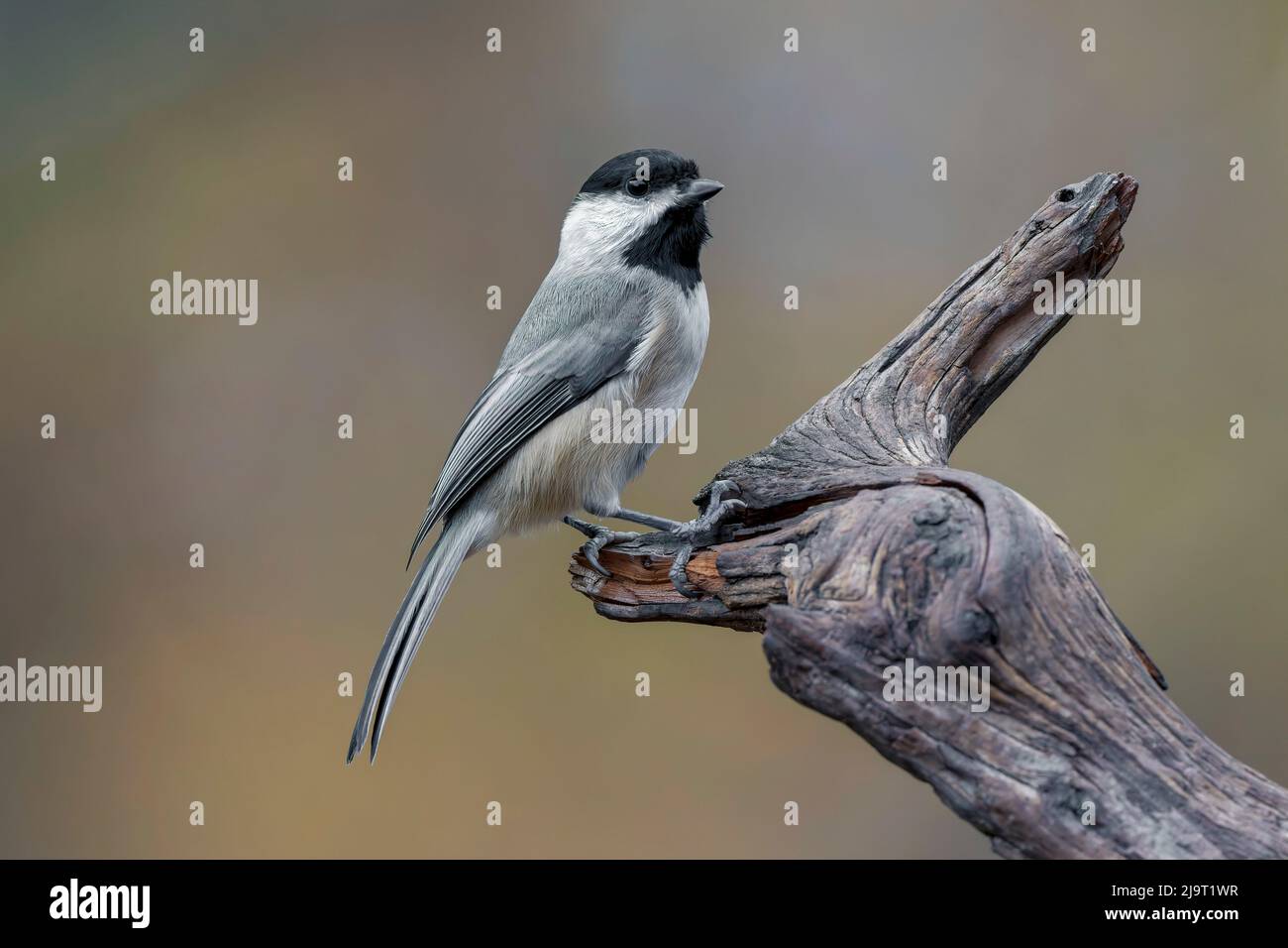 Chickadee winter hi-res stock photography and images - Alamy