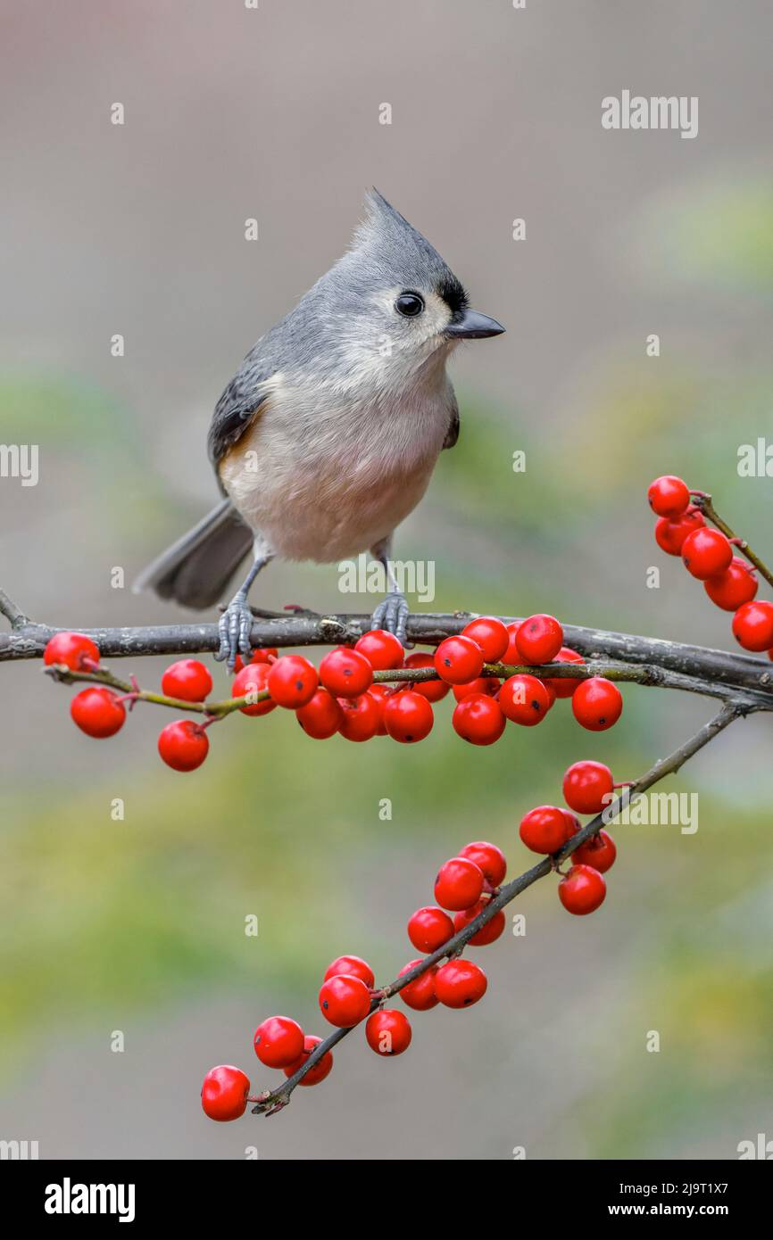 Tufted titmouse and red berries, Kentucky Stock Photo - Alamy