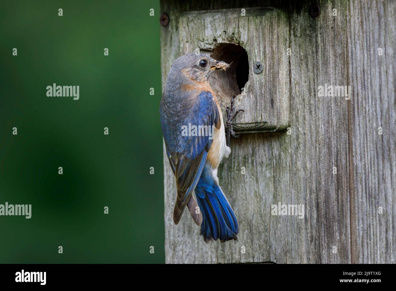 Female Eastern bluebird, on front of nest box Kentucky Stock Photo - Alamy