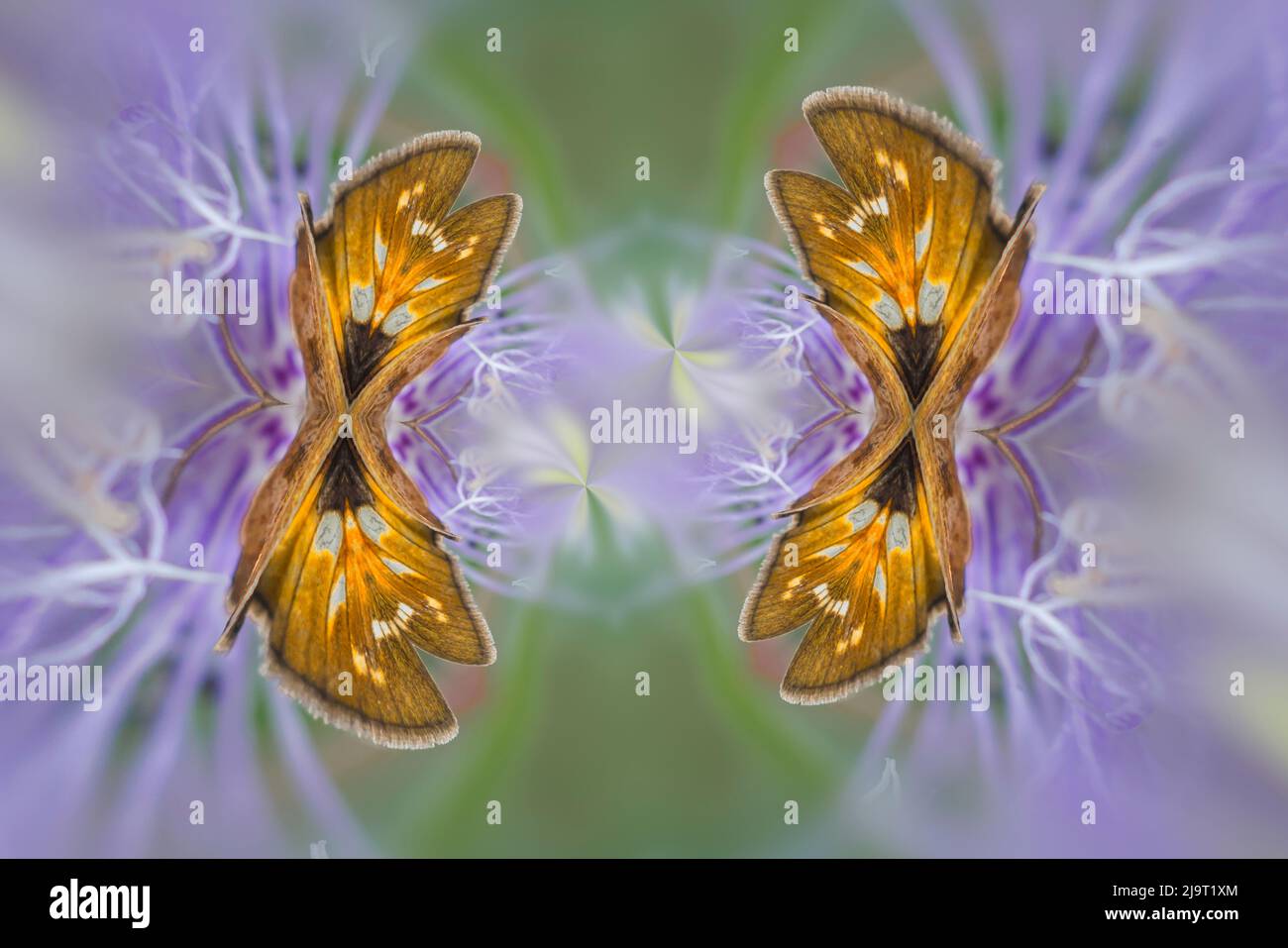 Fiery skipper, Hylephila phyleus, Creasey Mahan Nature Preserve ...