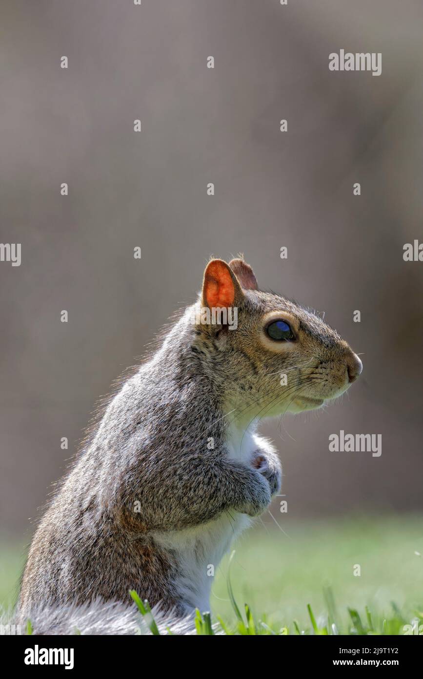 Eastern gray squirrel, Kentucky Stock Photo - Alamy