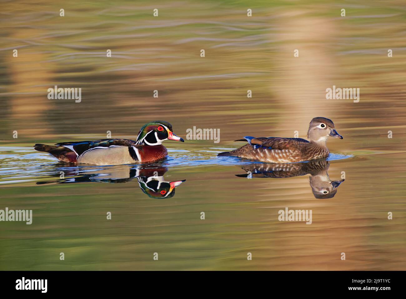 Drake and hen wood duck hi-res stock photography and images - Alamy
