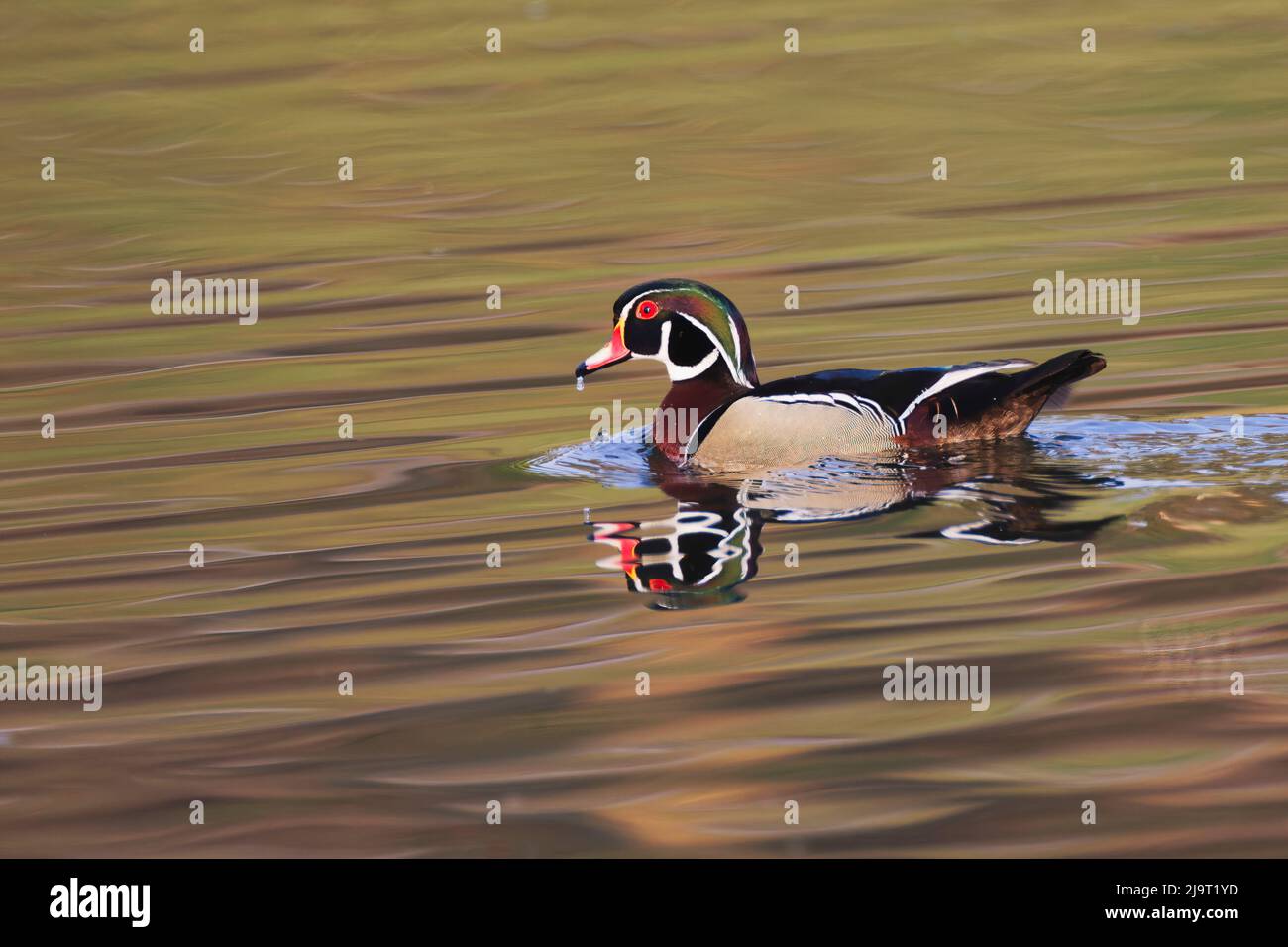 Kentucky yellow wood hi-res stock photography and images - Alamy