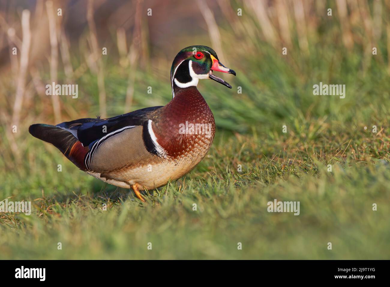 Wood duck drake, Kentucky Stock Photo - Alamy