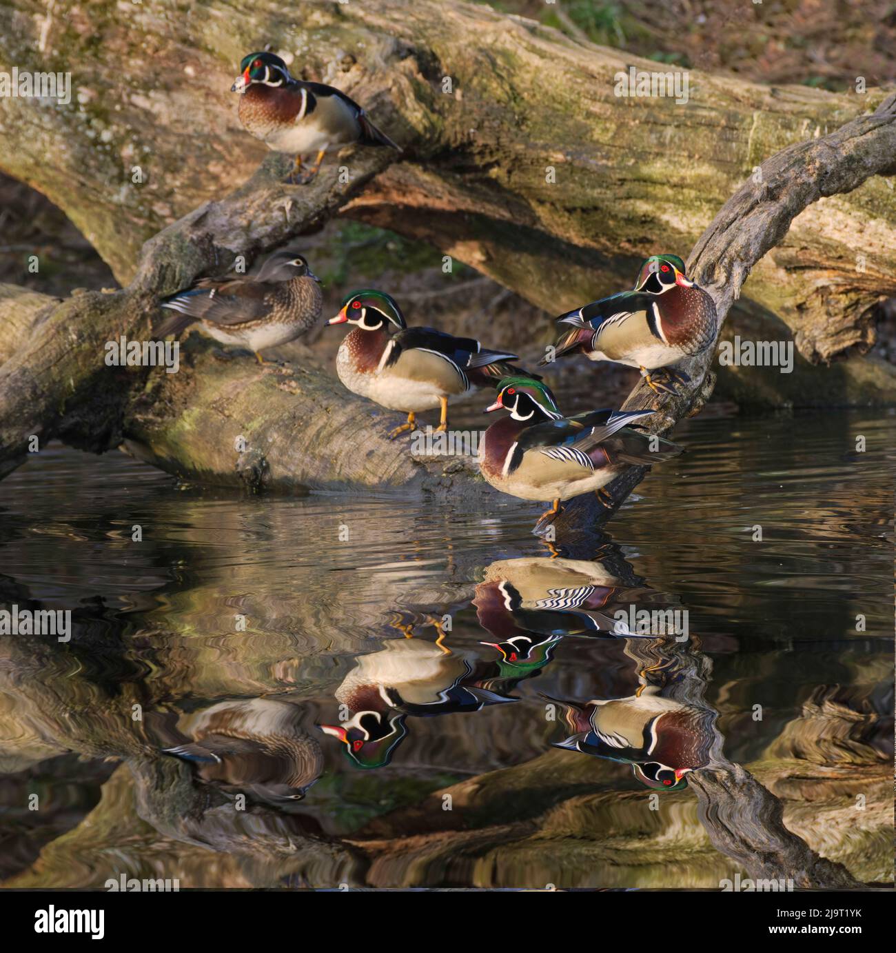 Male and female wood ducks, resting on fallen tree, Kentucky Stock ...