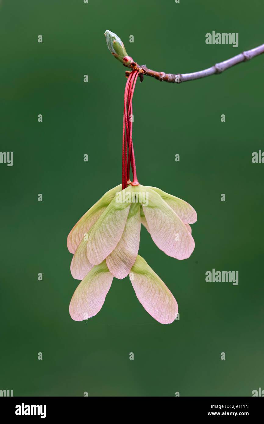 Samara seed hi-res stock photography and images - Alamy