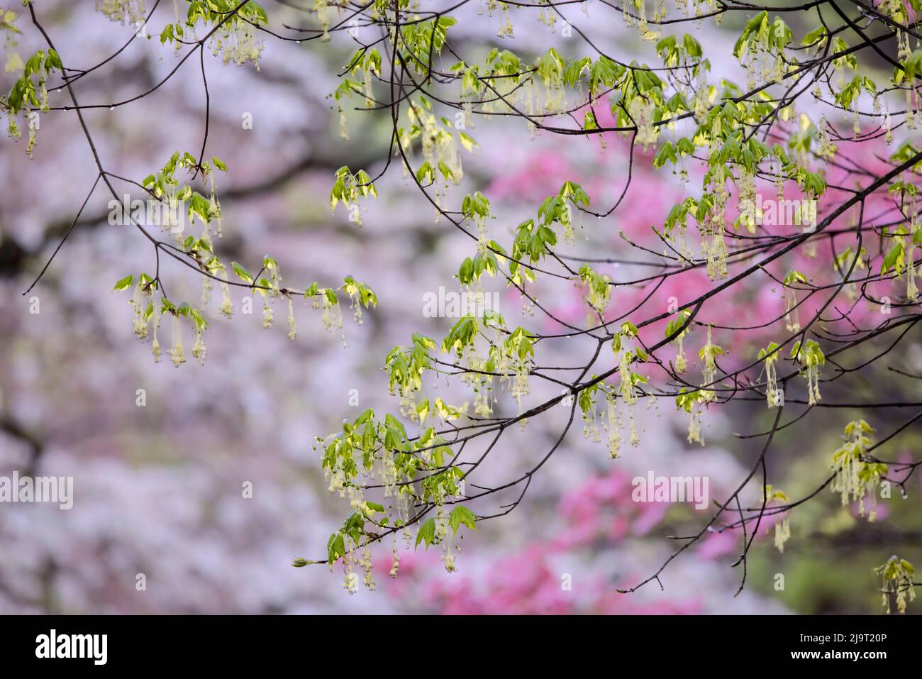 Maple tree seeds pink hi-res stock photography and images - Alamy