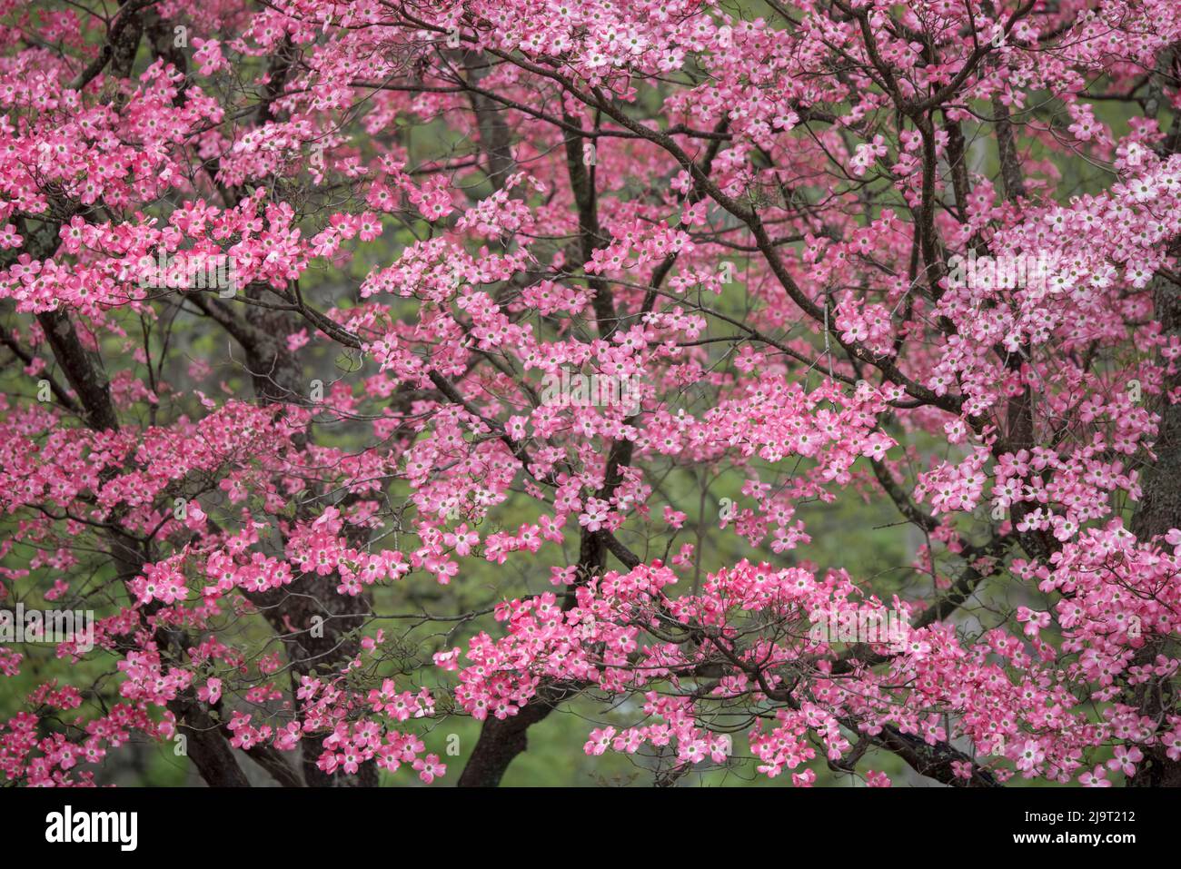 Large pink flowering dogwood tree in full bloom, Kentucky Stock Photo ...