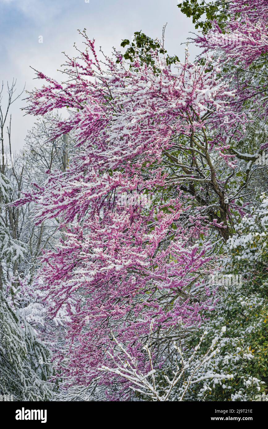 Light snow on Eastern redbud tree in early spring, Louisville, Kentucky ...