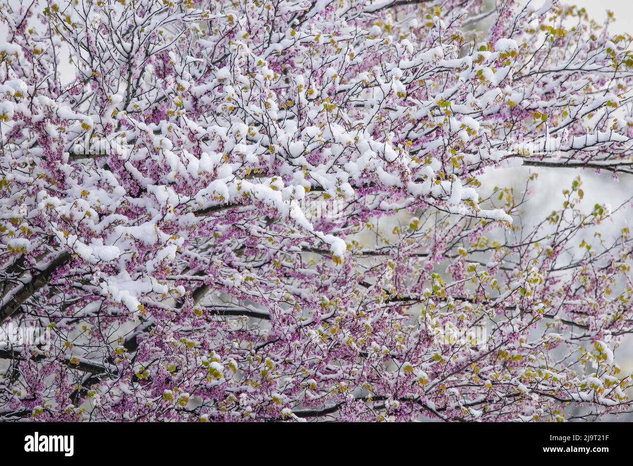 Light snow on Eastern redbud tree in early spring, Louisville, Kentucky ...