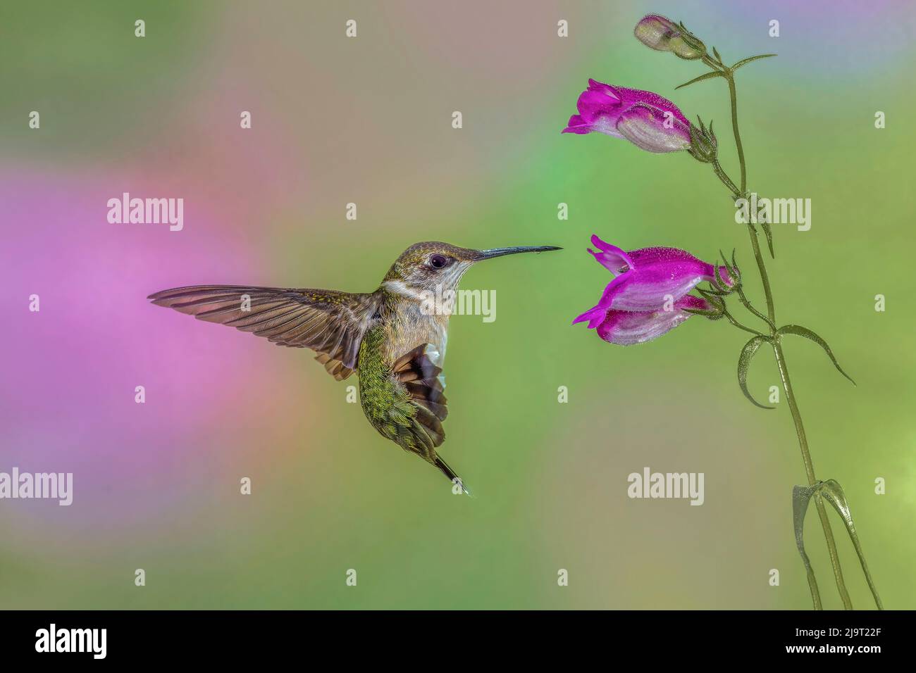 Female Ruby-throated hummingbird flying around flower, Louisville ...
