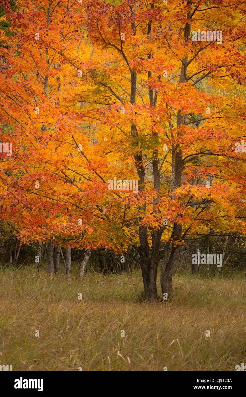 USA, Maine, Acadia National Park. Autumn-colored tree in grassy field ...