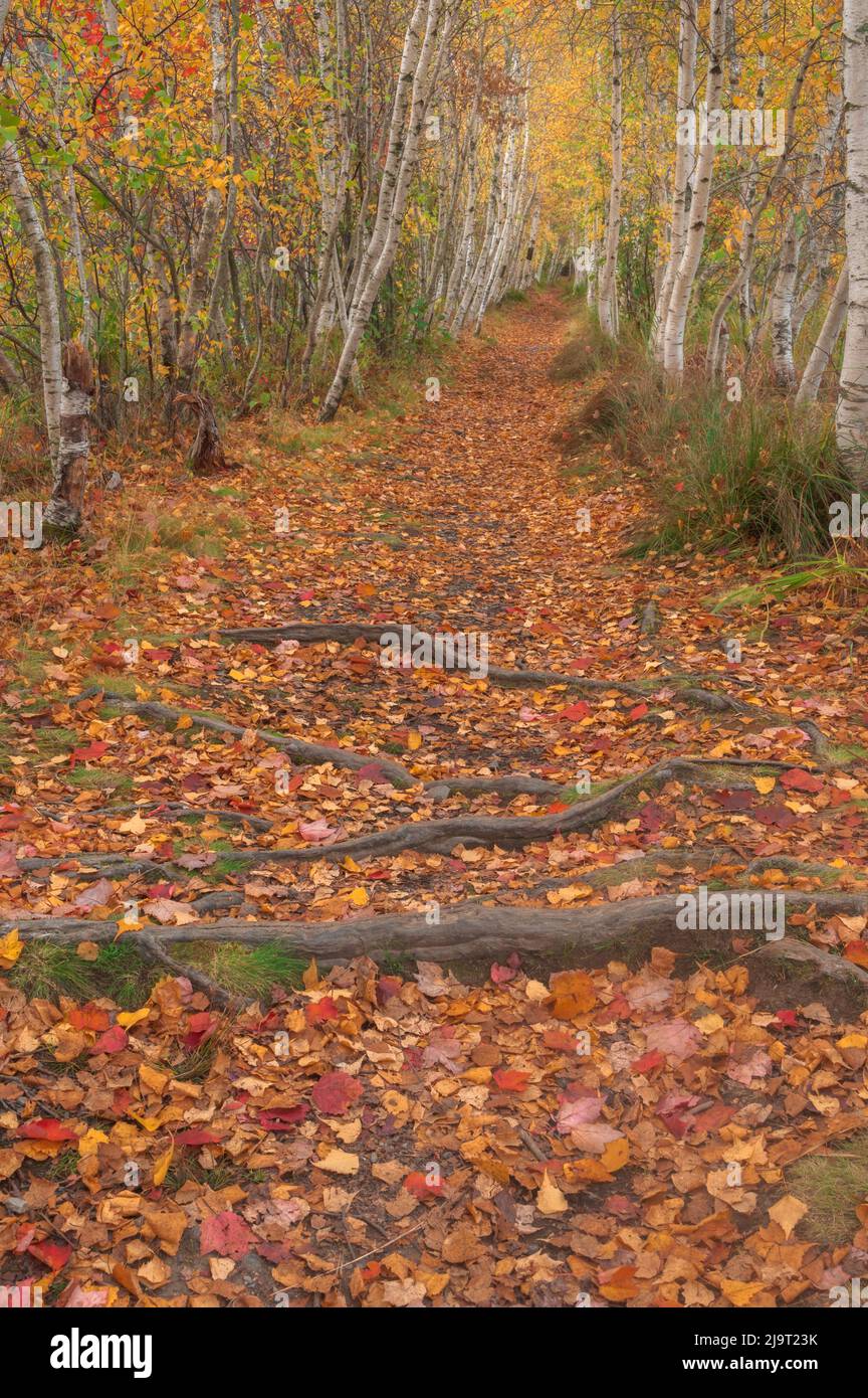 USA, Maine, Acadia National Park. Tree roots in forest trail Stock ...
