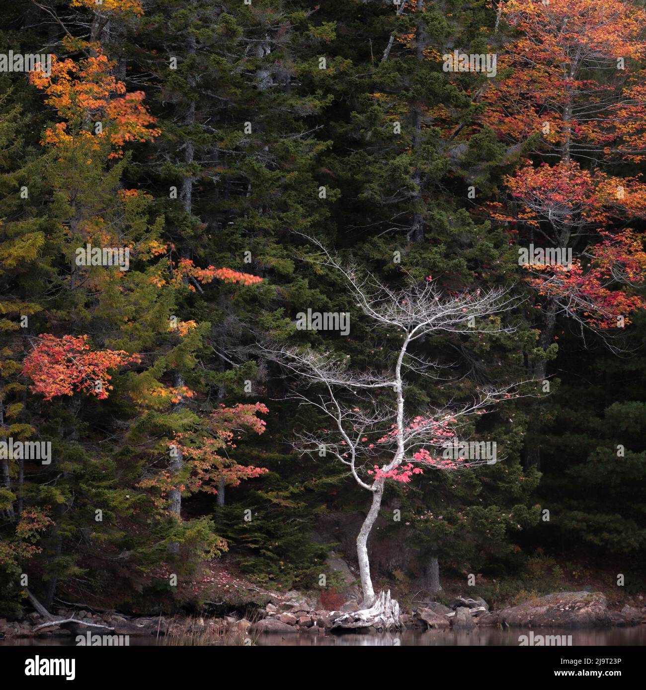 USA, Maine, Acadia National Park. Dead tree and autumn forest Stock ...