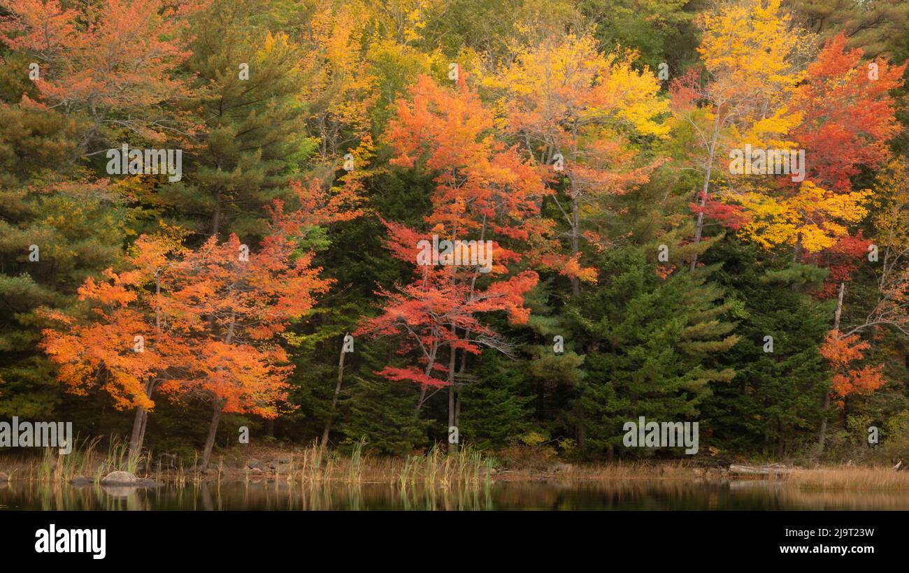 USA, Maine, Acadia National Park. Forest reflections in lake Stock ...