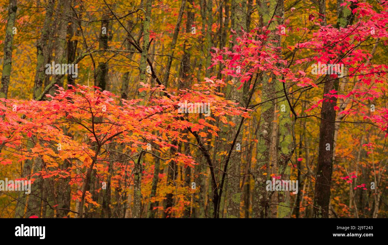 USA, Maine, Acadia National Park Stock Photo - Alamy