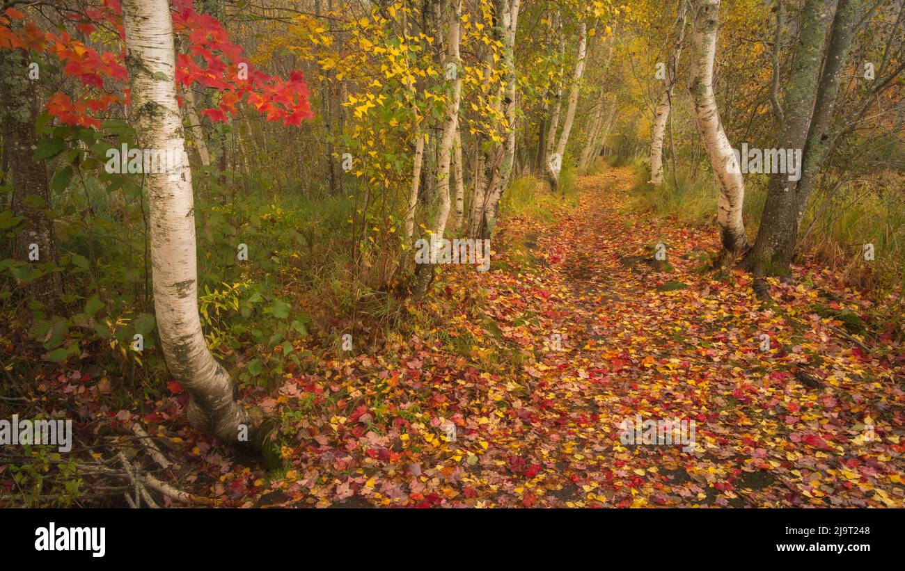 USA, Maine, Acadia National Park. Forest trail Stock Photo - Alamy