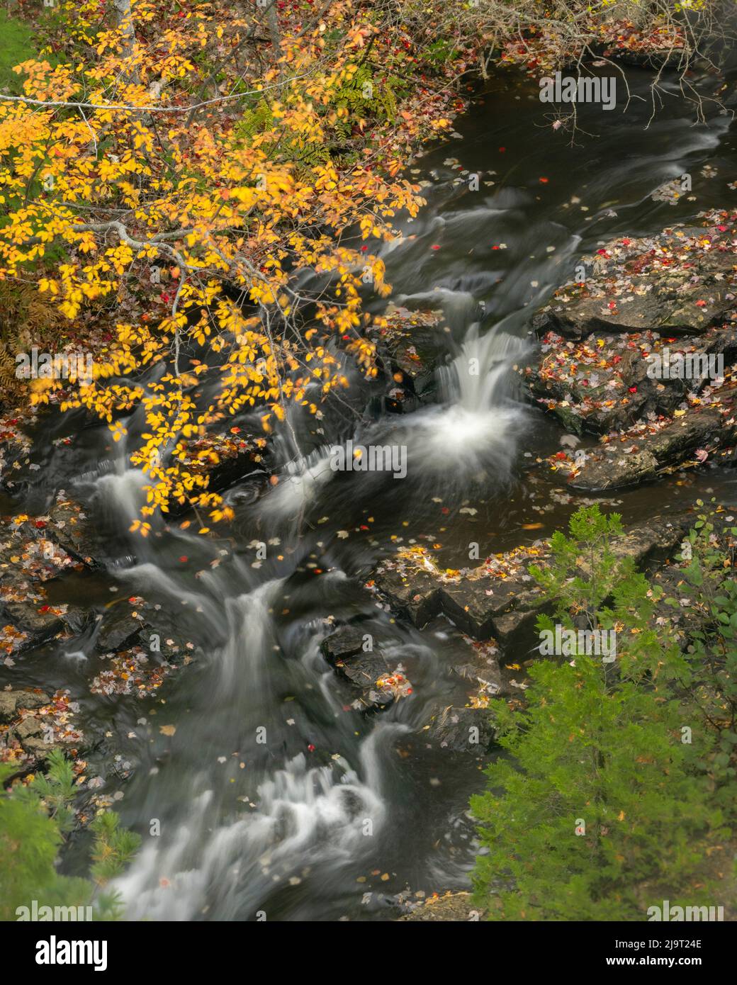 USA, Maine, Acadia National Park. Stream rapids in forest Stock Photo ...