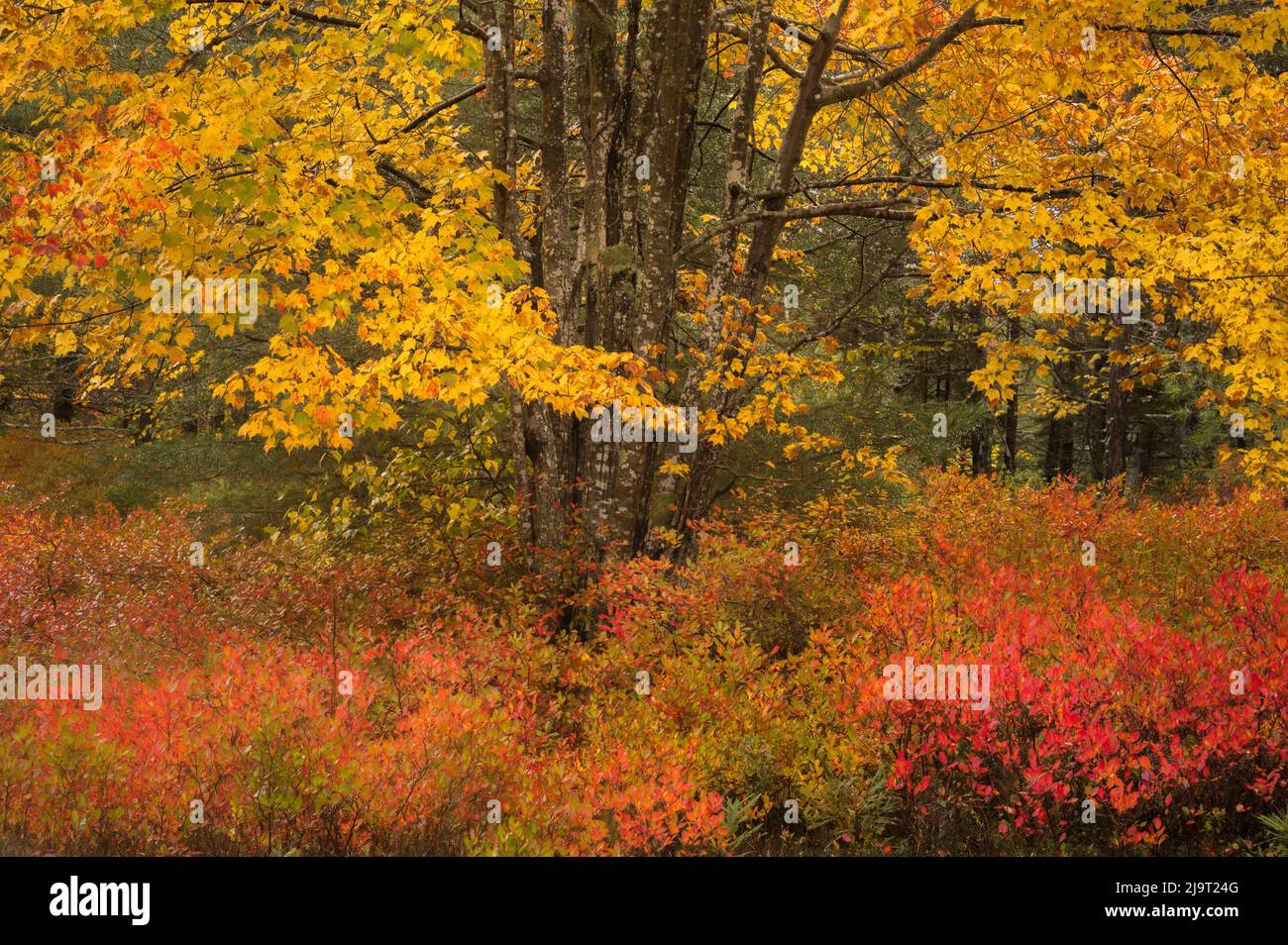 USA, Maine, Acadia National Park. Autumn colors in forest Stock Photo ...