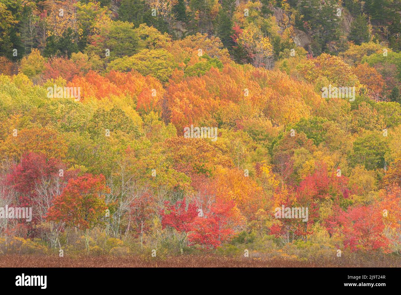 USA, Maine, Acadia National Park. Forest landscape in autumn colors ...