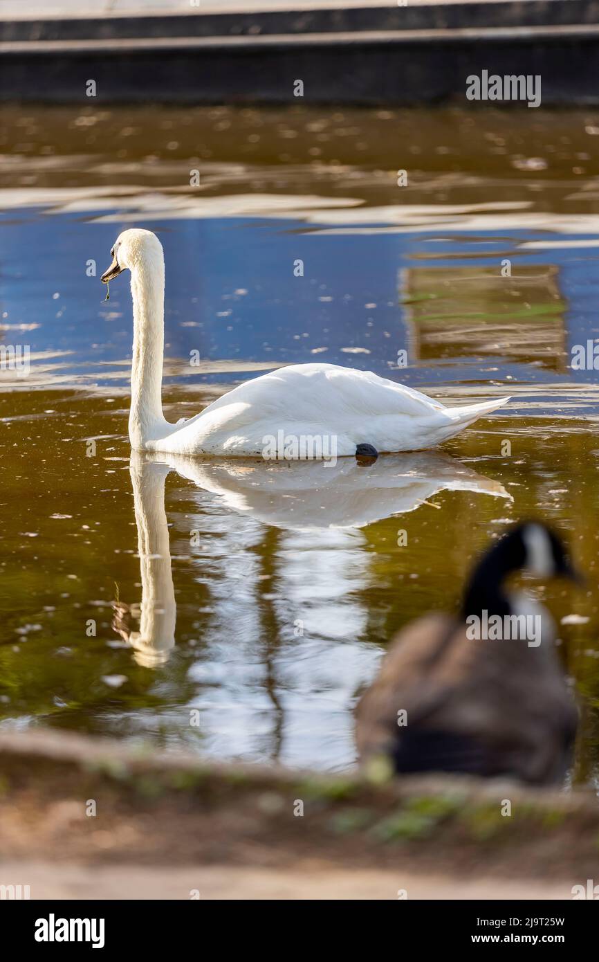Greenford, London, England, UK, Local Area Photography Stock Photo - Alamy