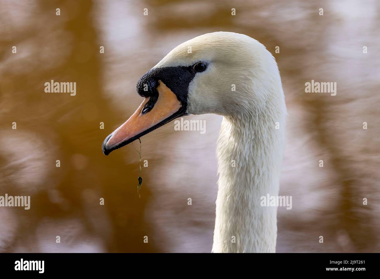 Greenford, London, England, UK, Local Area Photography Stock Photo - Alamy