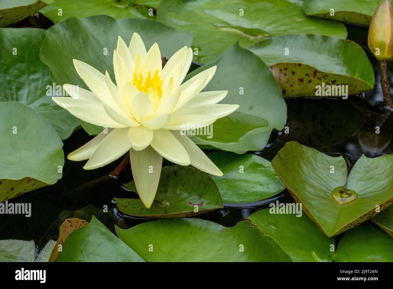Nymphaea mexicana hi-res stock photography and images - Alamy