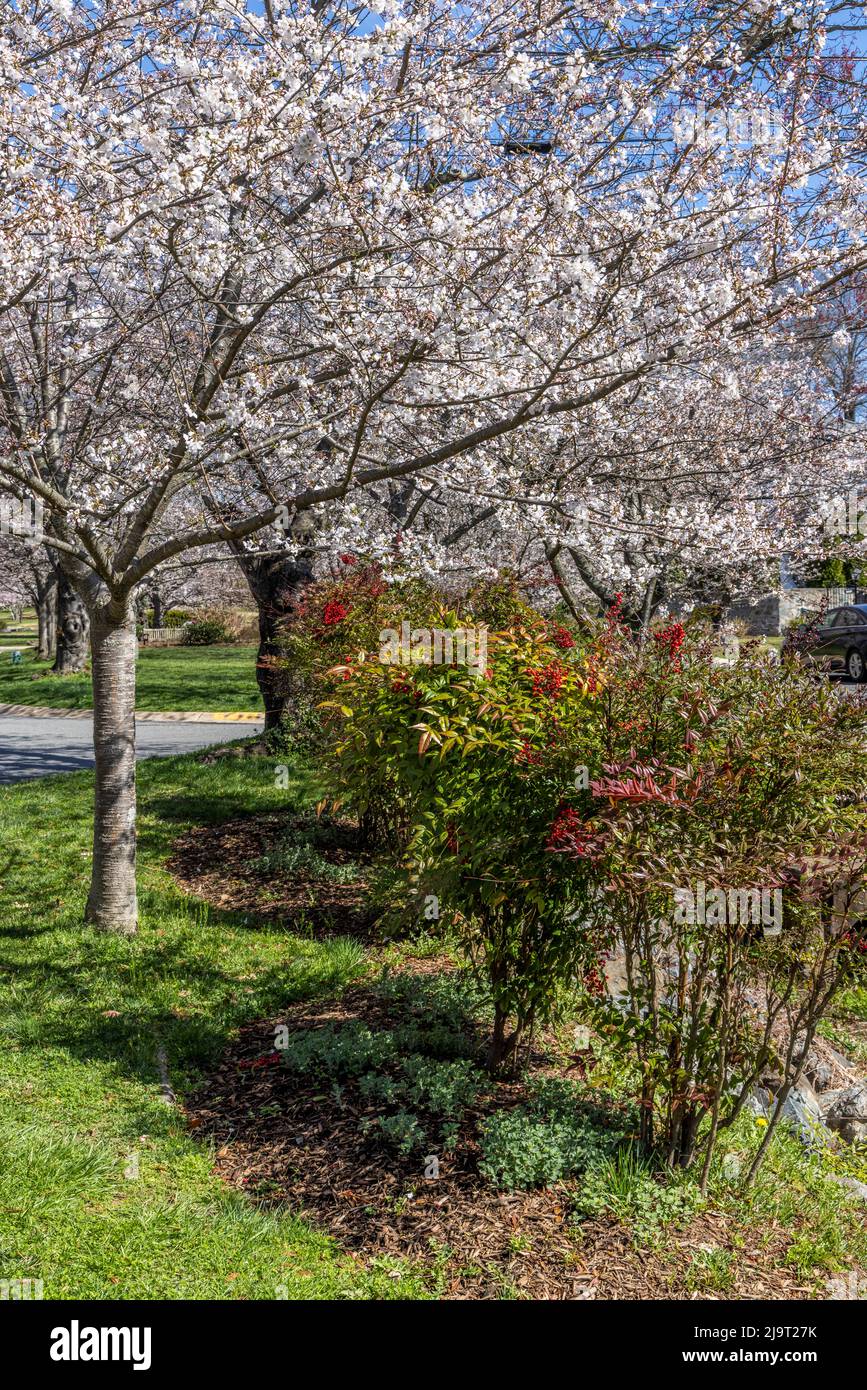 Usa, Maryland. Bethesda, Cherry blossom trees in Spring bloom Stock ...
