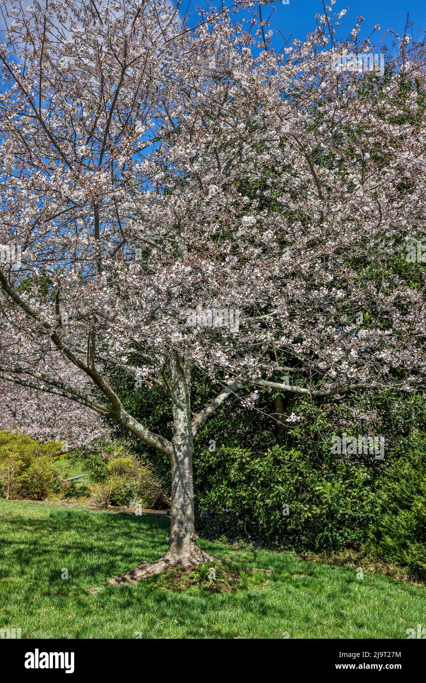 Usa, Maryland. Bethesda, Cherry blossom trees in Spring bloom Stock ...