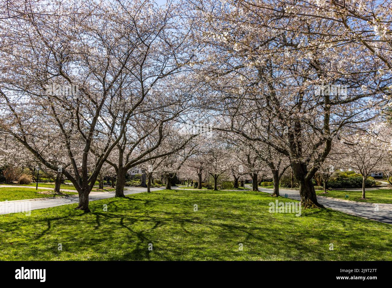 Usa, Maryland. Bethesda, Cherry blossom trees in Spring bloom Stock ...