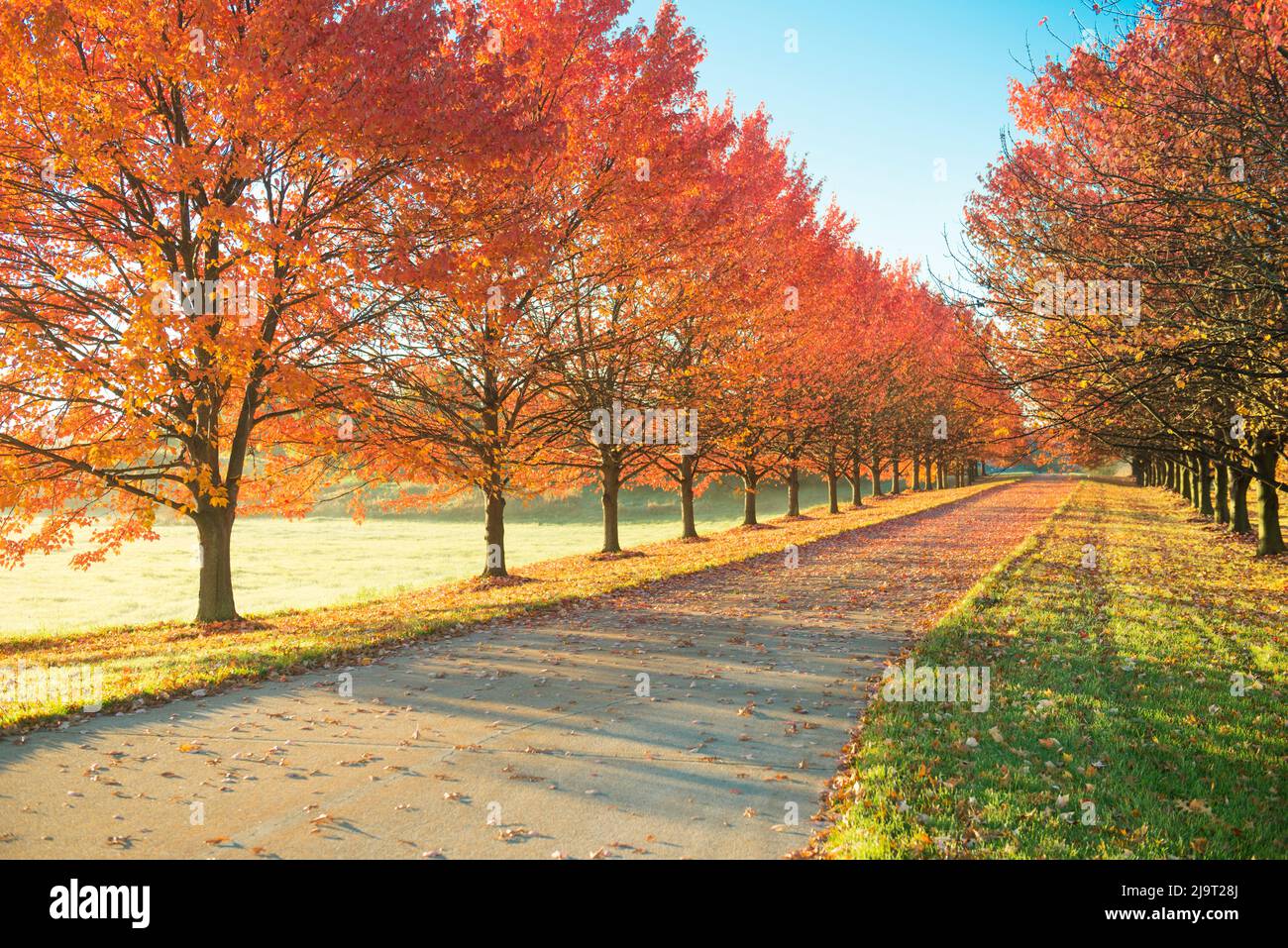 Sunlight row of maple trees in Michigan Stock Photo - Alamy