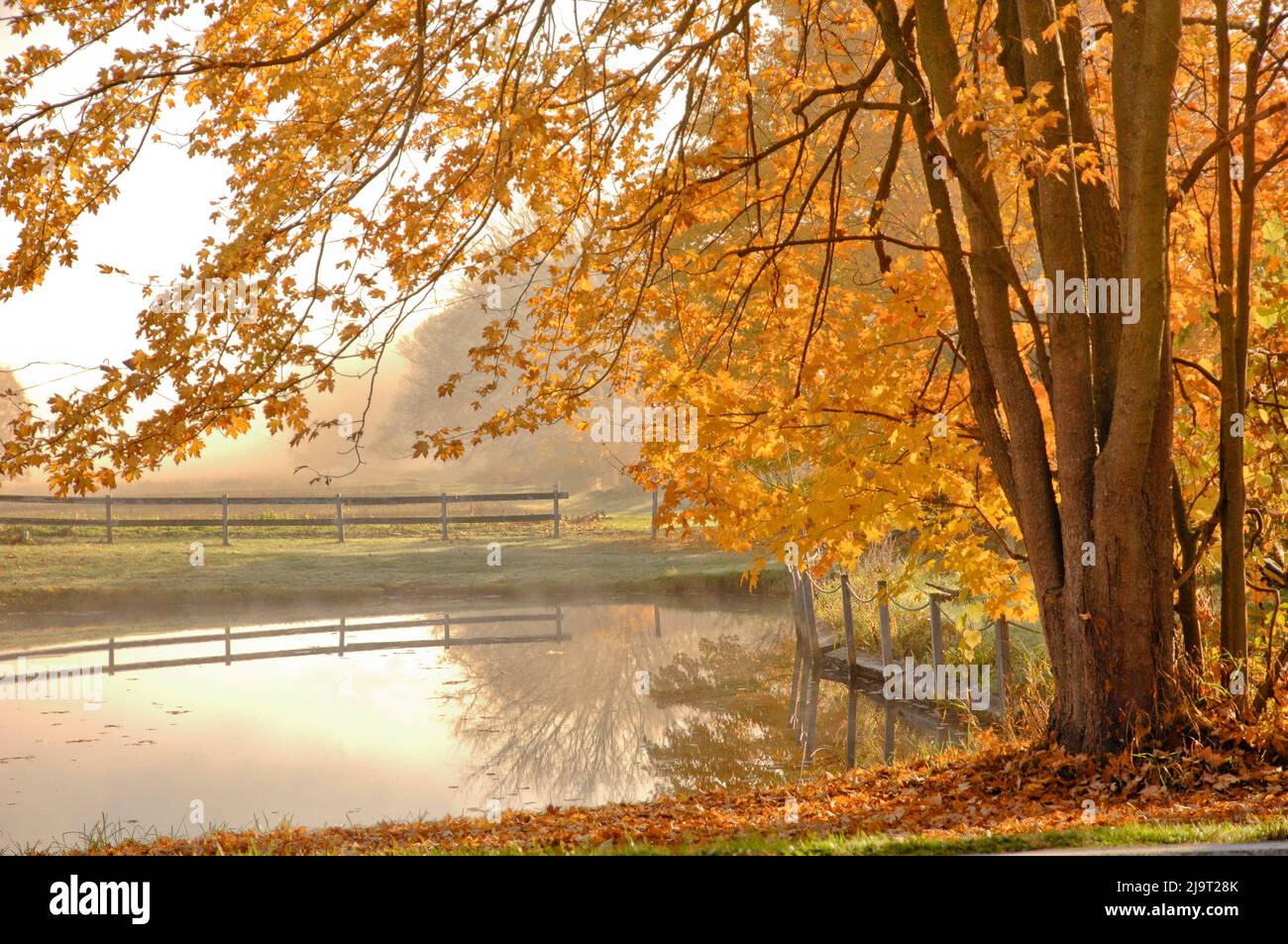 Michigan pond with maple trees Stock Photo - Alamy