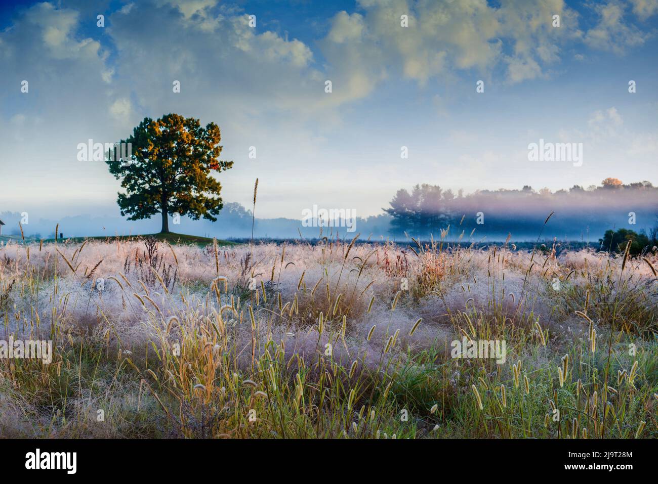 Solo tree in field early morning in Michigan Stock Photo - Alamy
