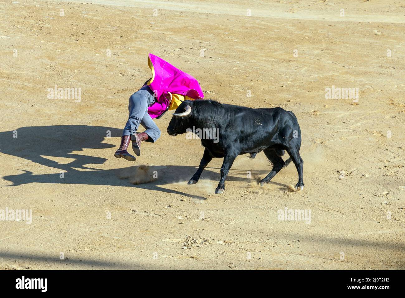 Valencia, Spain - 05 06 2022: Bullfighter been tumbled by a bull in the ...
