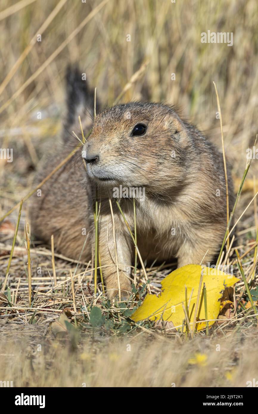 Black-tailed prairie dog, Greycliff Prairie Dog Town State Park, near ...