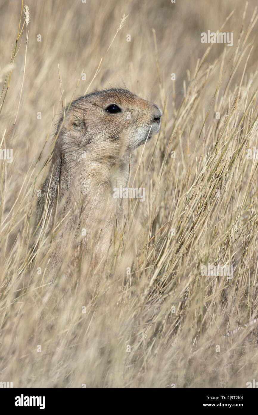 A Prairie Dog's Paradise: Montana's Greycliff Prairie Dog Town State Park