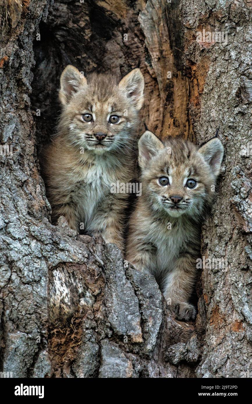 Bobcat kitten den hi-res stock photography and images - Alamy
