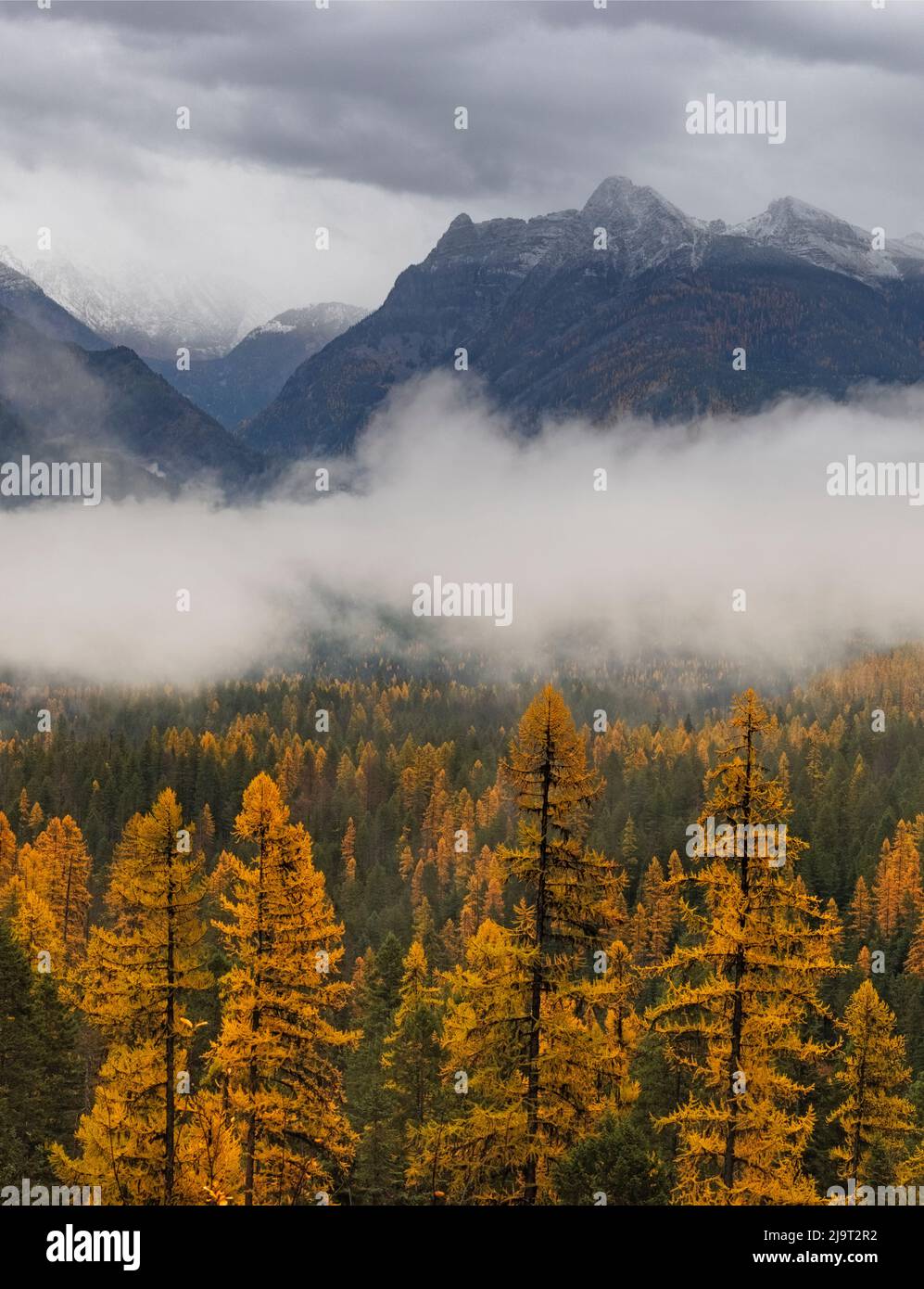 Autumn larch Trees with snowcapped Cabinet Mountains in the Kootenai ...