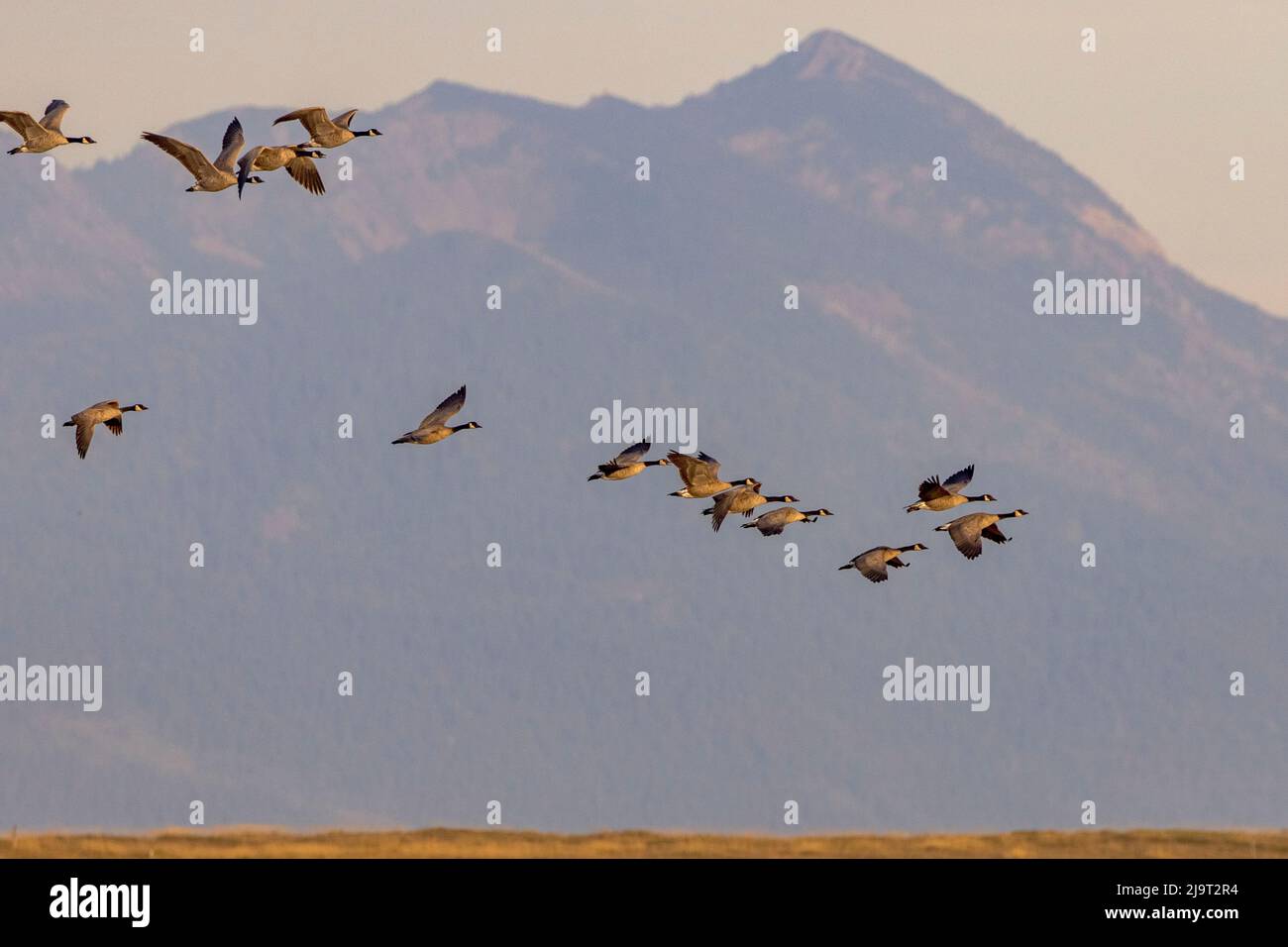 Canada geese take flight in the Flathead Valley, Montana, USA Stock ...