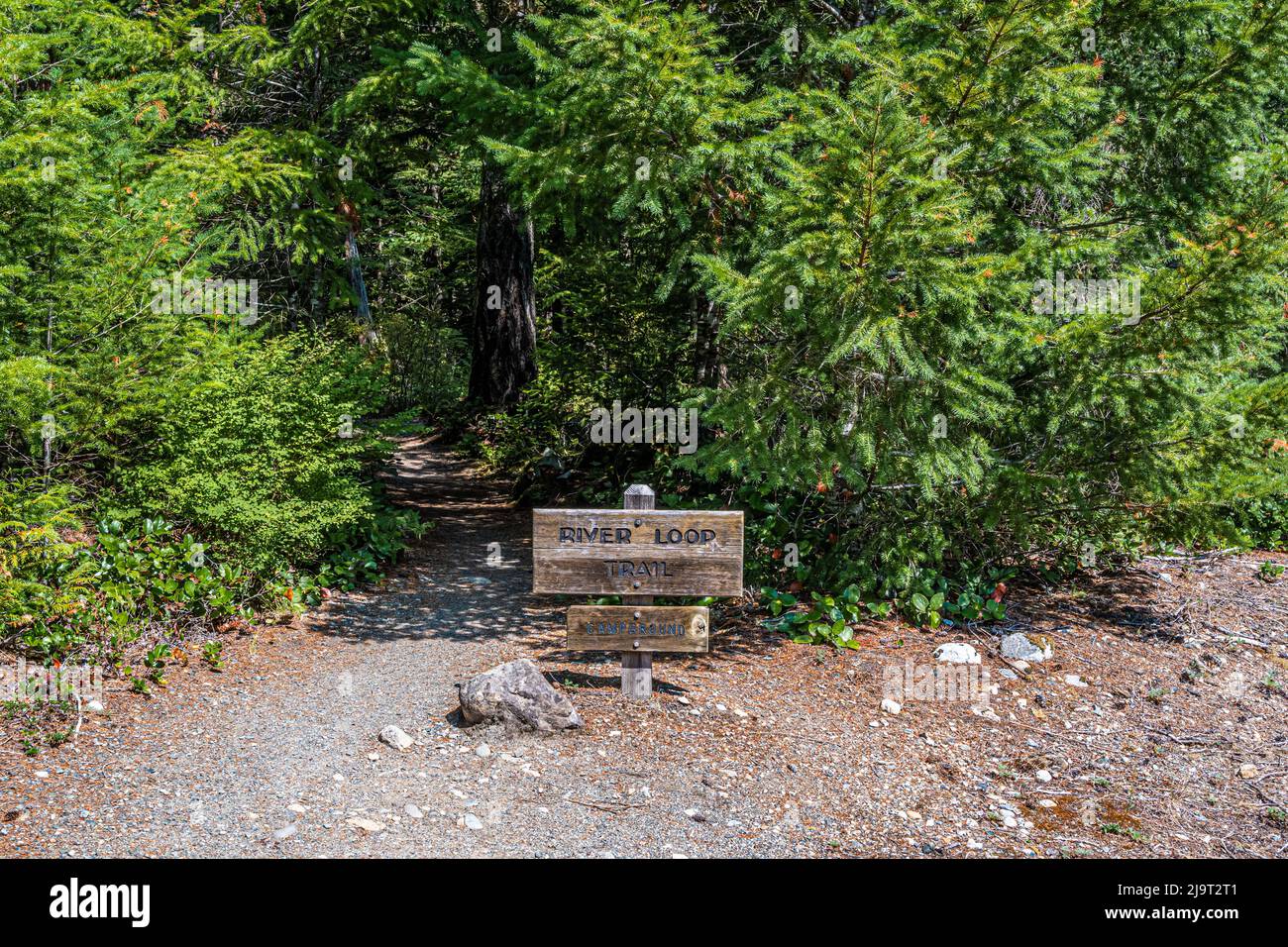 North Cascades NP, WA, USA - August 18, 2021: The River Loop Trail ...