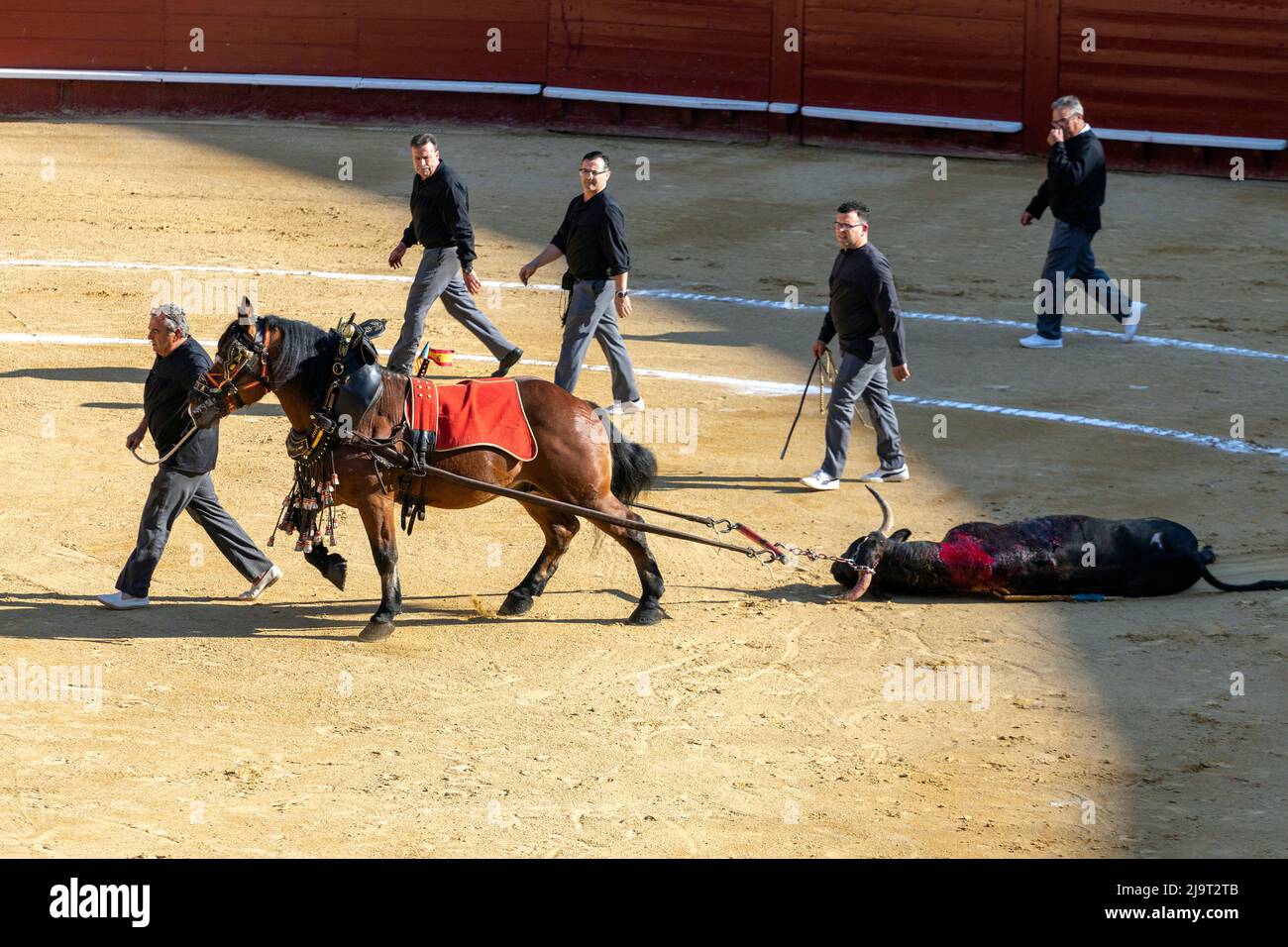Dead horse ceremony hi-res stock photography and images - Alamy