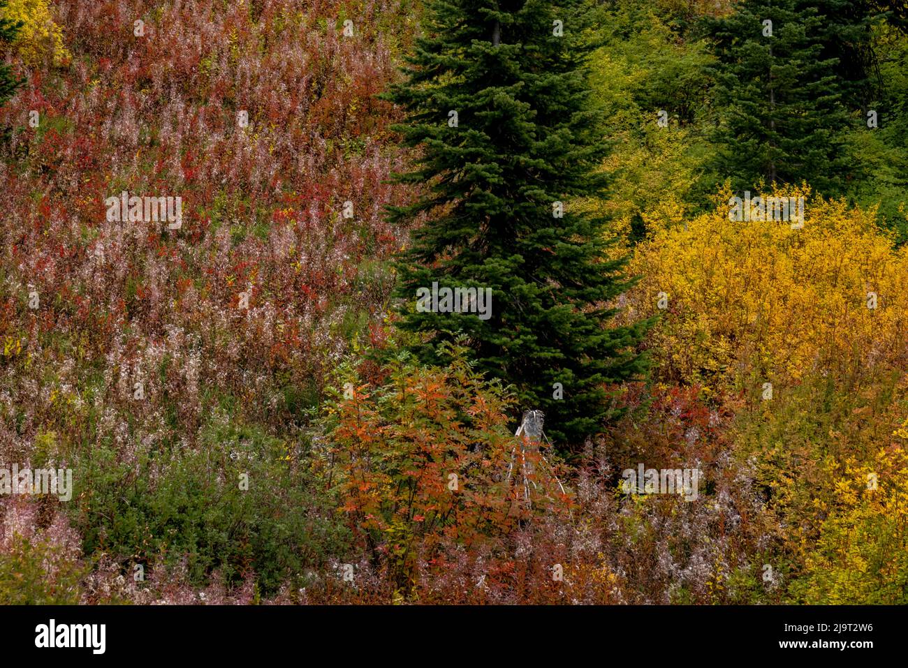 Fireweed and underbrush in autumn hues in the Jewel Basin Hiking Area ...