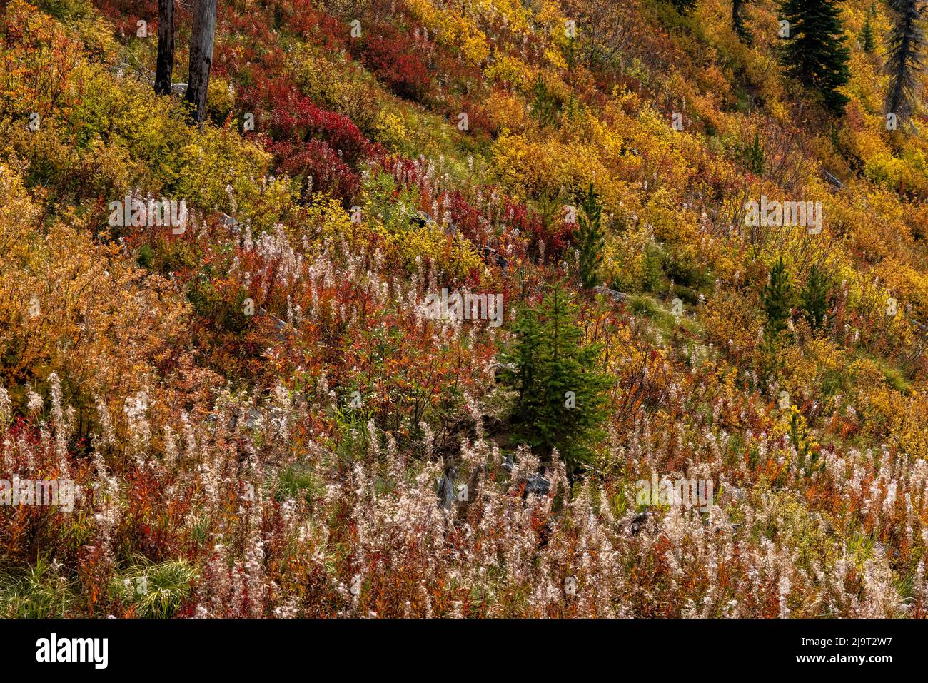 Fireweed and underbrush in autumn hues in the Jewel Basin Hiking Area ...