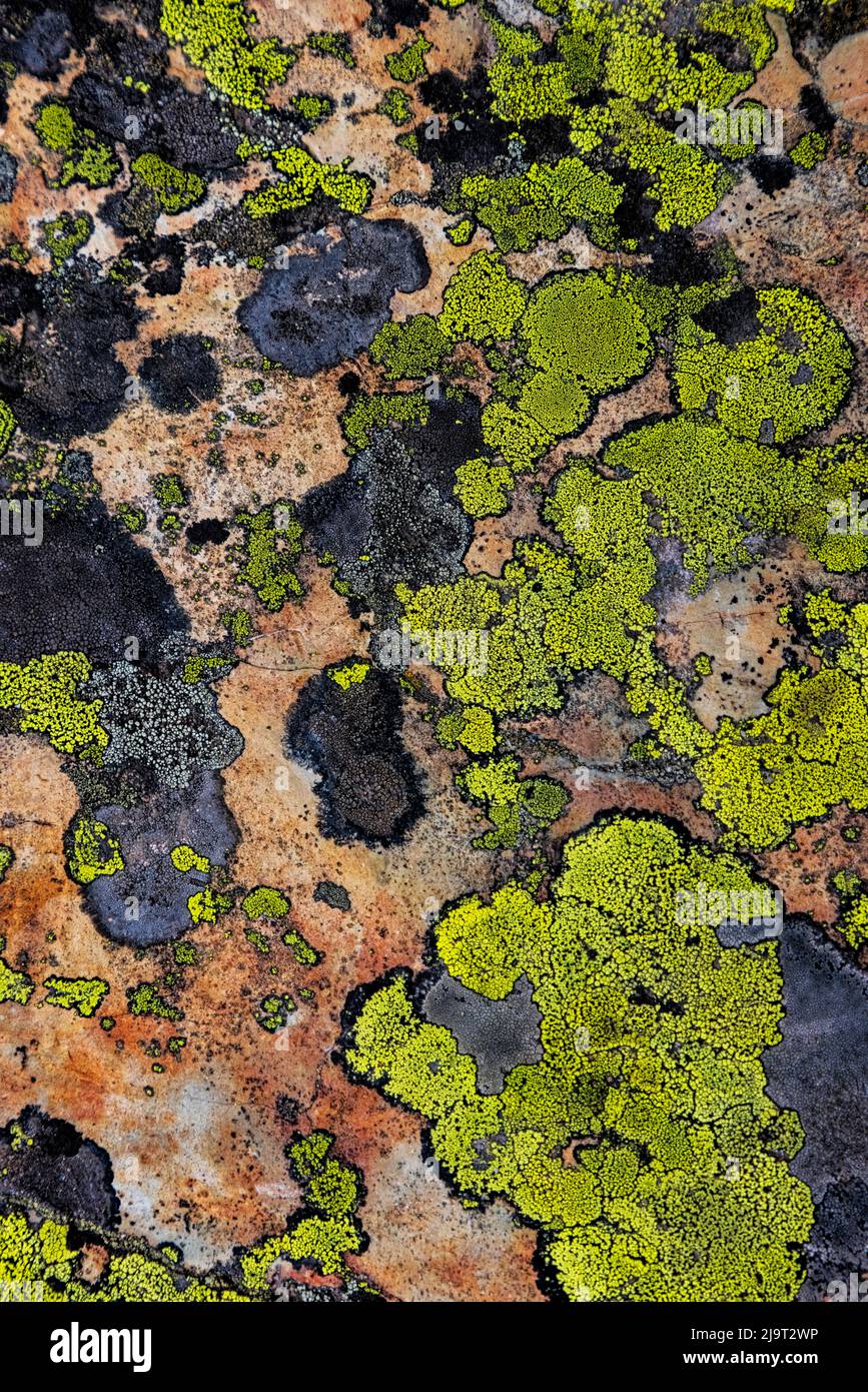 Lichen patterns hi-res stock photography and images - Alamy