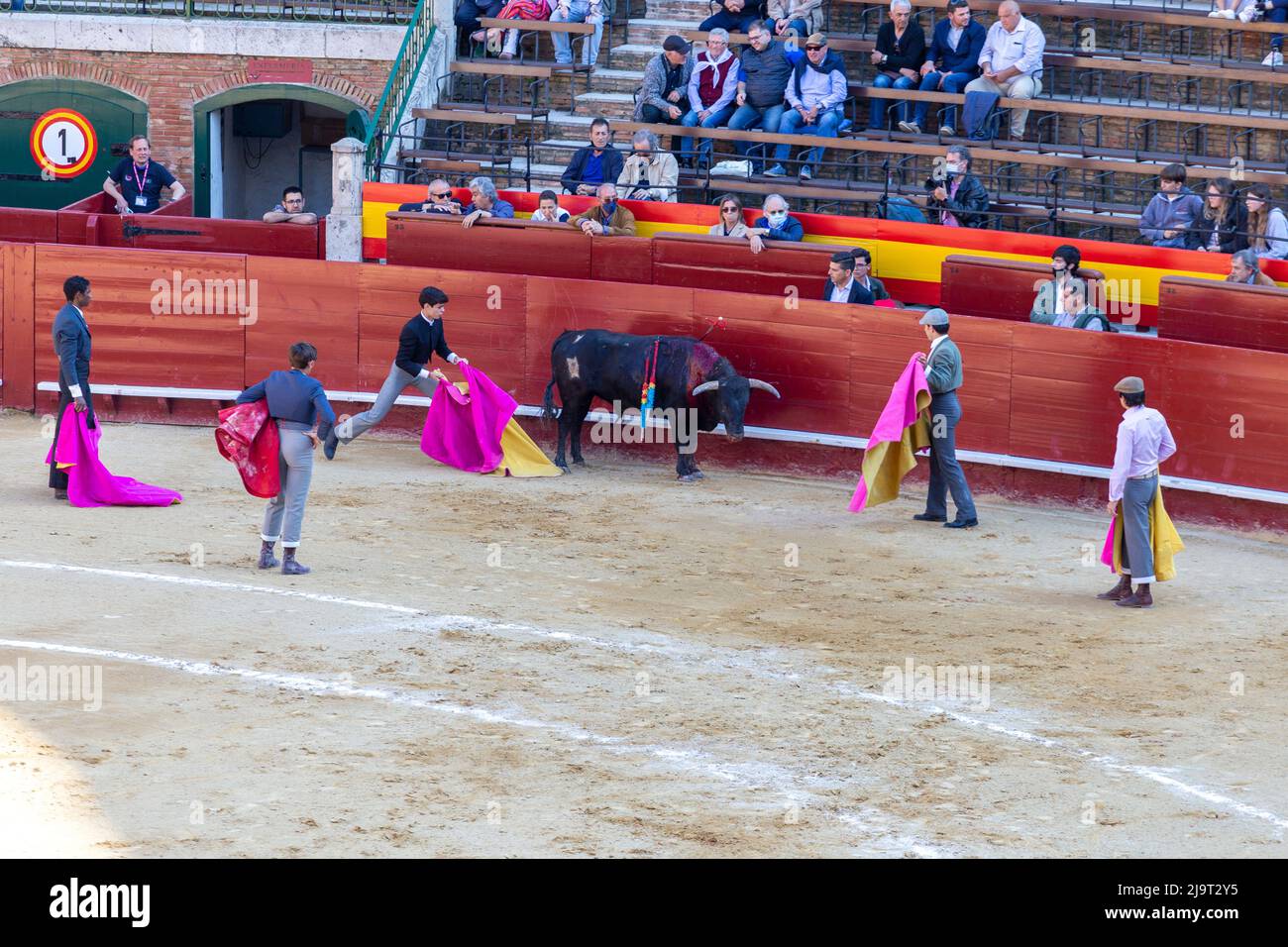 Valencia, Spain - 05 06 2022: A bullfighter is watching a dying bull in ...