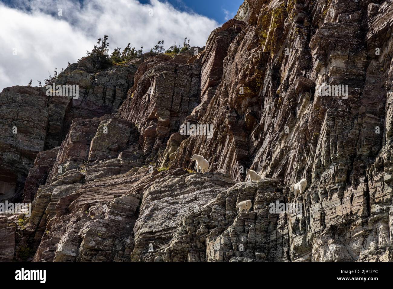 Mountain goats on cliffs at Swiftcurrent Pass in Glacier National Park ...